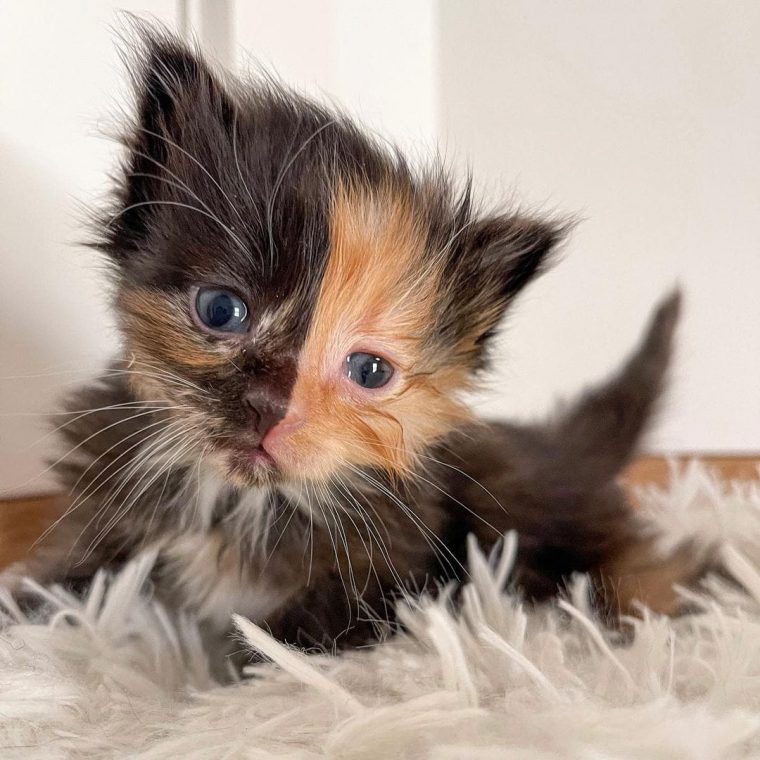 The couple rescued a kitten from death, abandoned on the street. Its ...