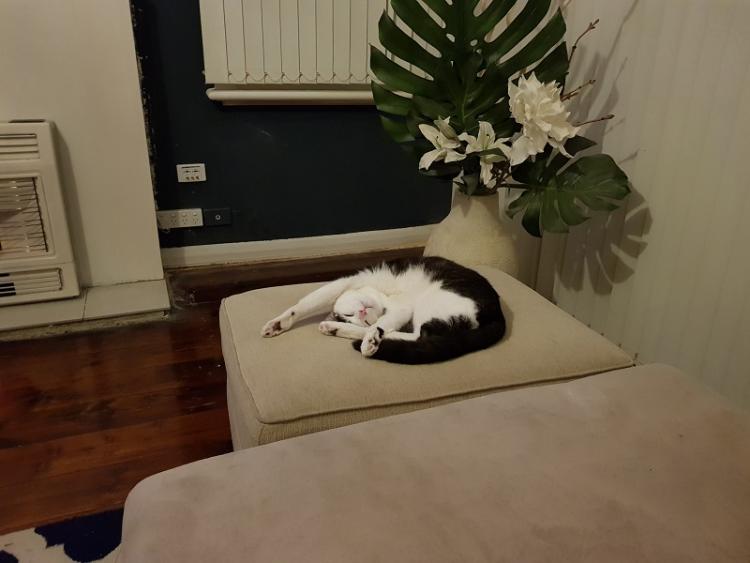 Caesar the cat and his guardian's love: the story of his struggle for ...