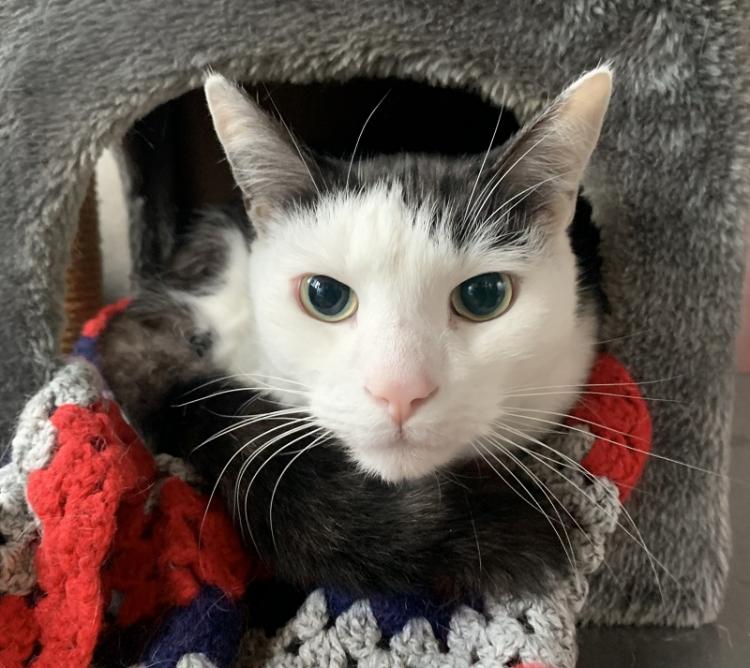 Caesar the cat and his guardian's love: the story of his struggle for ...